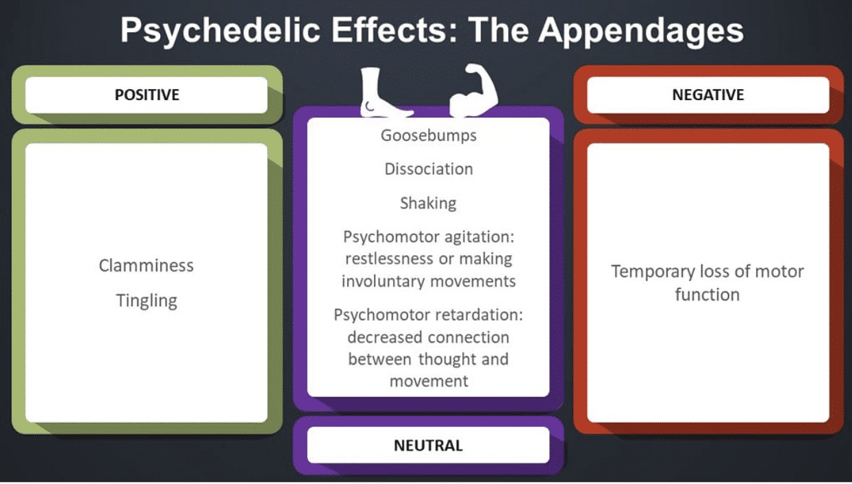 Psychedelics in the Body: A Head to Toe Guide of Effects | Psychedelic ...